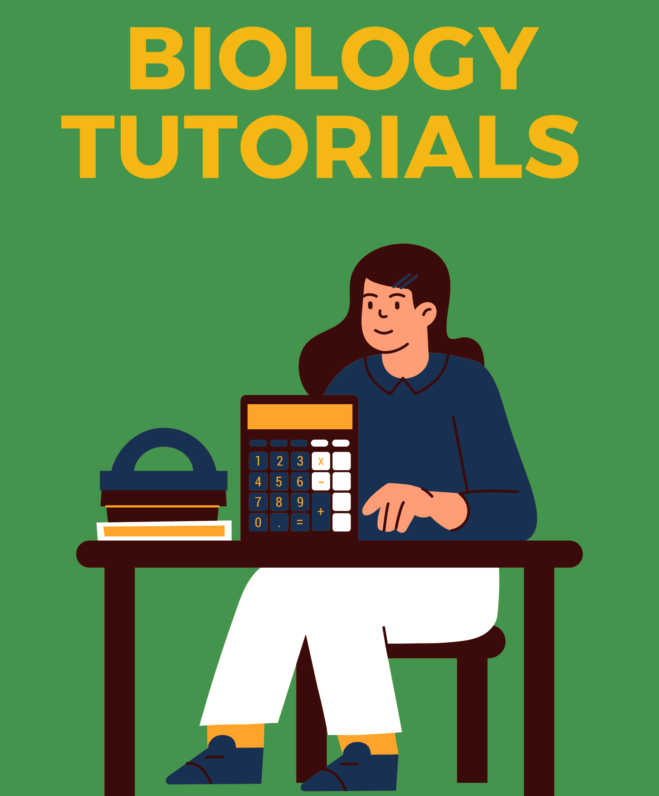 Cell Division - Mitosis: its Stages (GCSE Biology) - Study Mind
