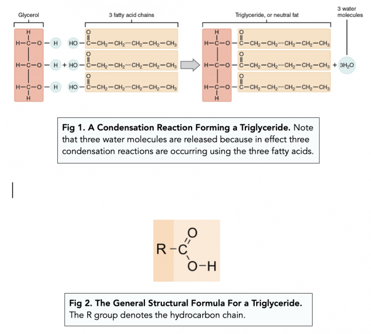 Ester Bonding (A-Level Biology) - Study Mind