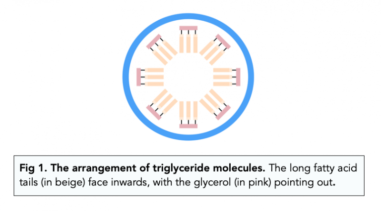 Uses of Triglycerides (A-Level Biology) - Study Mind