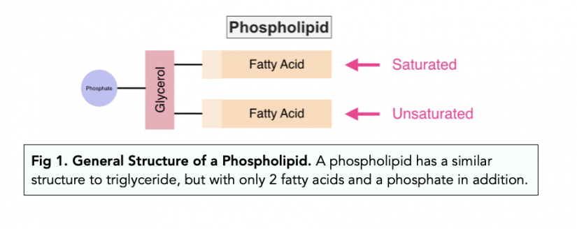 Phospholipids - Introduction (A-level Biology) - Study Mind