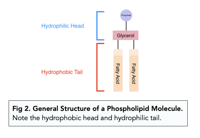 Phospholipids - Introduction (A-level Biology) - Study Mind