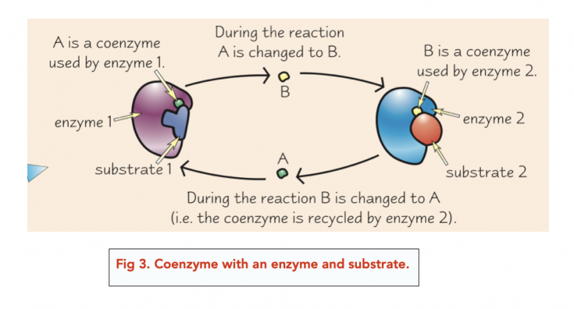 Enzymes: Mechanism of Action (A-level Biology) - Study Mind