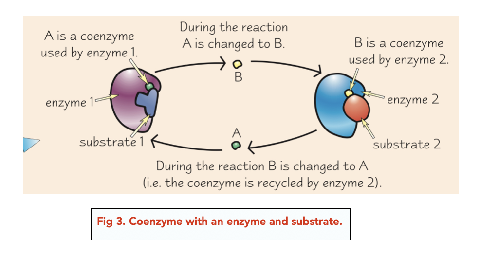 Enzymes: Mechanism of Action (A-level Biology) - Study Mind