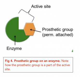 Enzymes: Mechanism of Action (A-level Biology) - Study Mind