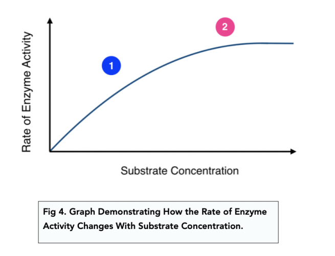 Enzymes: Rates of Reaction (A-level Biology) - Study Mind