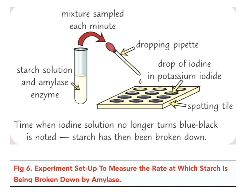 Enzymes: Rates of Reaction (A-level Biology) - Study Mind