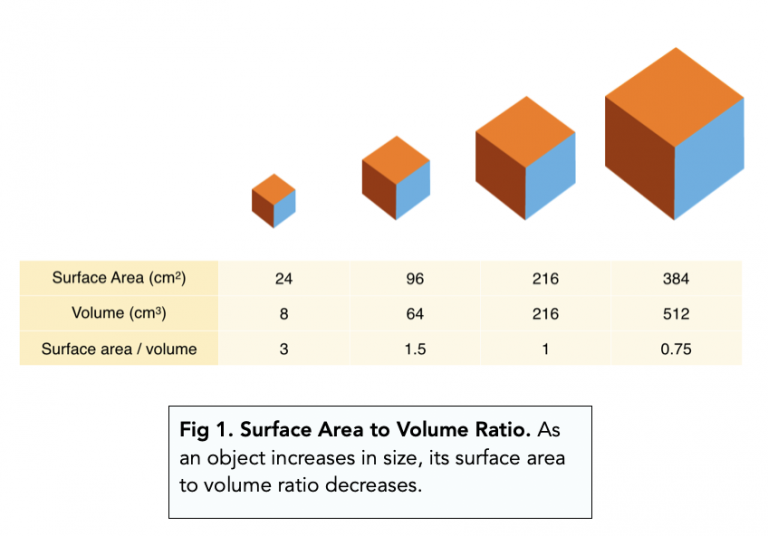 Understanding Surface Area to Volume Ratio (A-level Biology) - Study Mind