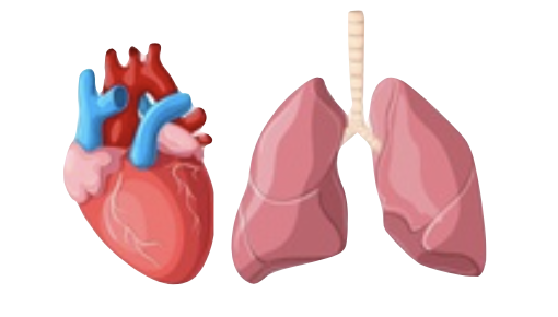 General Features of Exchange Surfaces (A-level Biology) - Study Mind
