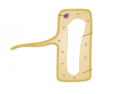 General Features of Exchange Surfaces (A-level Biology) - Study Mind