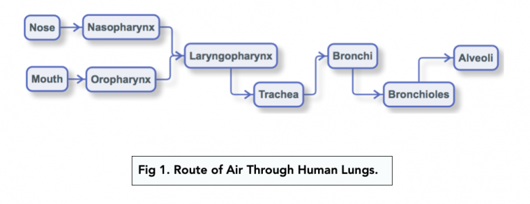 Structure of the Lungs (A-level Biology) - Study Mind