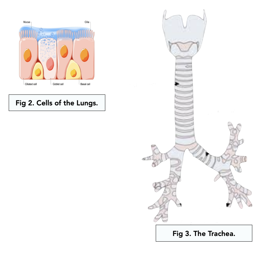 Structure of the Lungs (A-level Biology) - Study Mind
