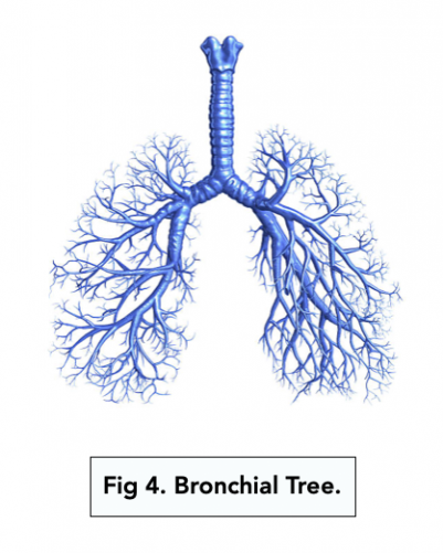 Structure of the Lungs (A-level Biology) - Study Mind