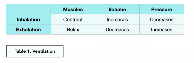 Ventilation (A-level Biology) - Study Mind