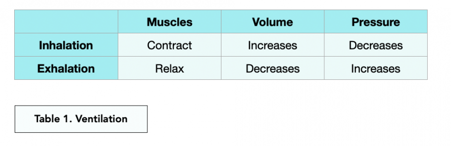 Ventilation (A-level Biology) - Study Mind