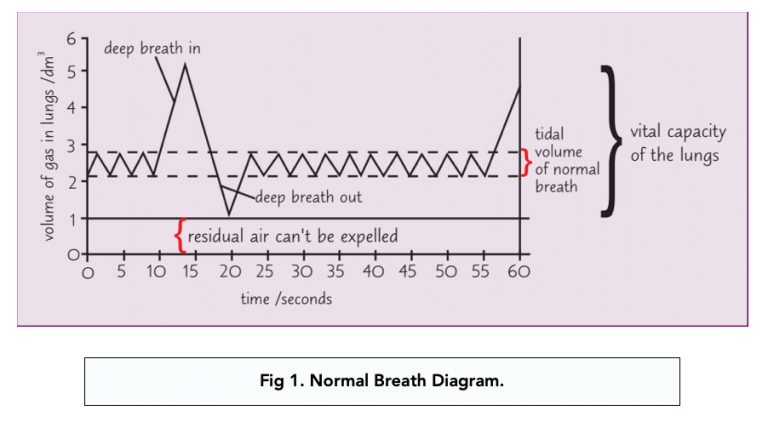 Pulmonary Ventilation Rate (A-level Biology) - Study Mind