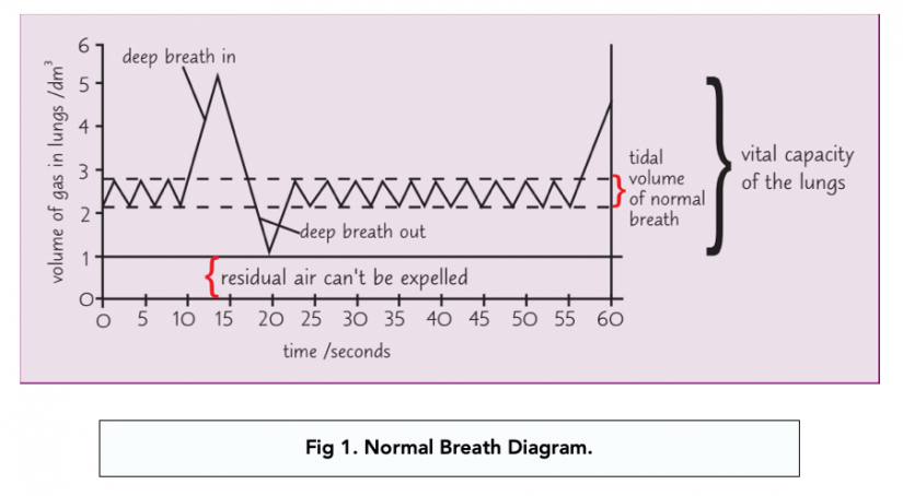 Pulmonary Ventilation Rate (A-level Biology) - Study Mind