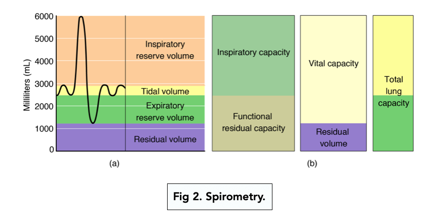 Pulmonary Ventilation Rate (A-level Biology) - Study Mind