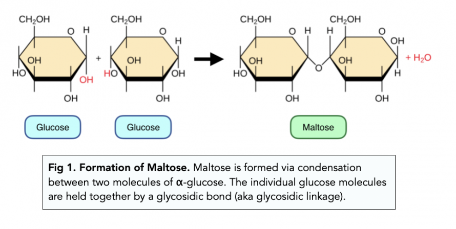 Carbohydrates - Disaccharides (A-level Biology) - Study Mind