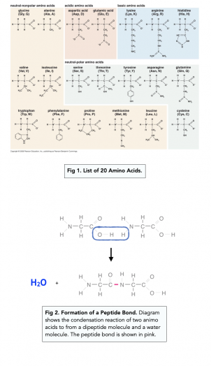 Protein Formation (A-level Biology) - Study Mind