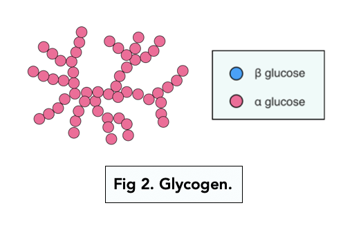 Functions of Polysaccharides (A-level Biology) - Study Mind