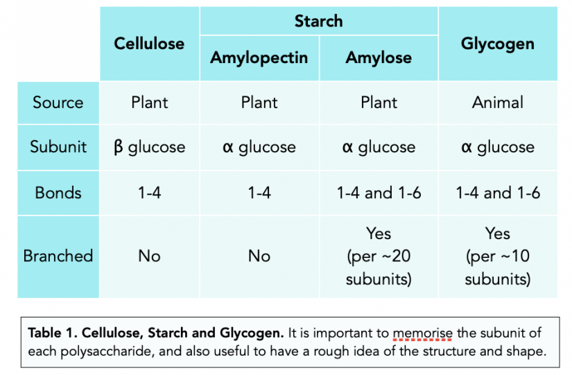 Functions of Polysaccharides (A-level Biology) - Study Mind