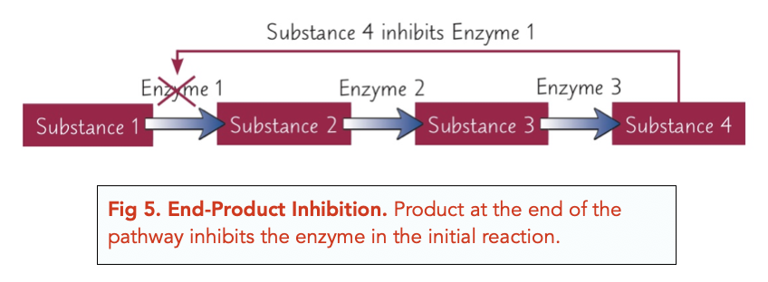 Enzymes: Inhibitors (A-level Biology) - Study Mind