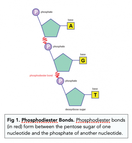 Polynucleotides (A-level Biology) - Study Mind