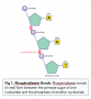 Polynucleotides (A-level Biology) - Study Mind