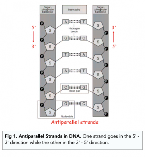 DNA Structure and The Double Helix (A-level Biology) - Study Mind