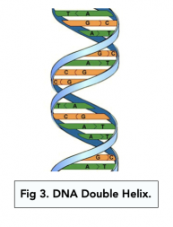 DNA Structure and The Double Helix (A-level Biology) - Study Mind