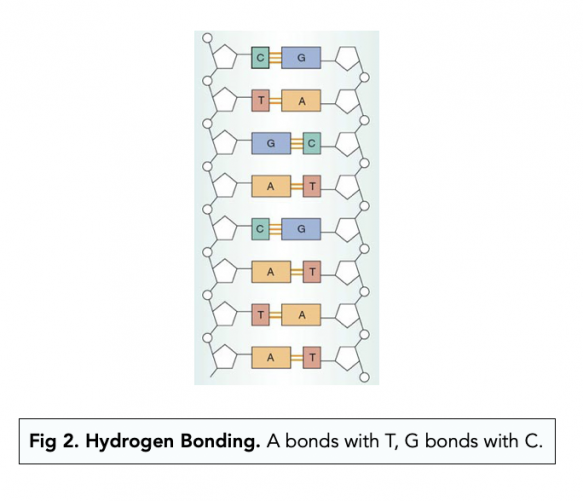 DNA Structure and The Double Helix (A-level Biology) - Study Mind