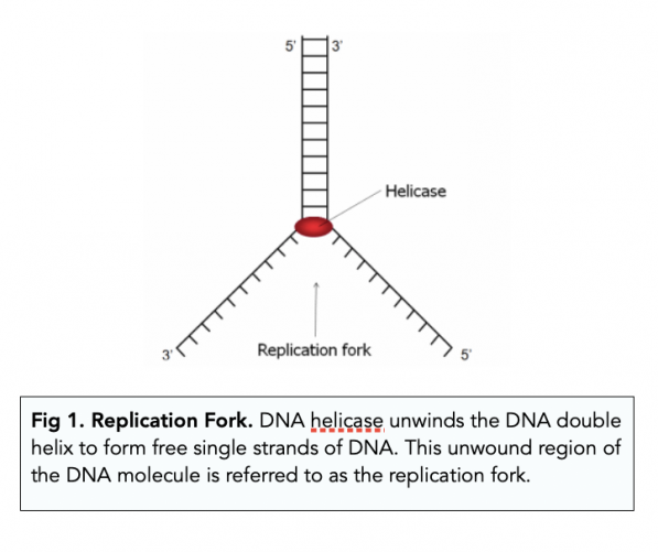 DNA Replication – Exam-Corner