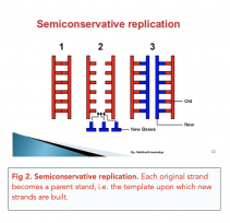 DNA Replication (A-level Biology) - Study Mind
