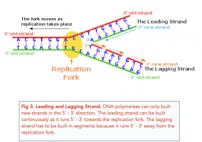 DNA Replication (A-level Biology) - Study Mind