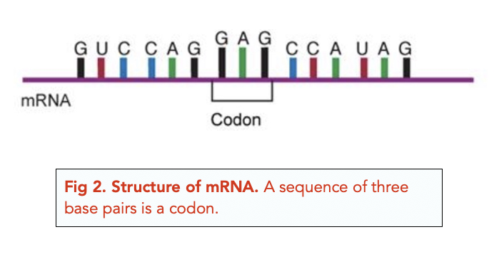 Structure of RNA (A-level Biology) - Study Mind