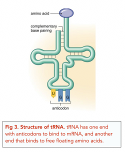 Structure of RNA (A-level Biology) - Study Mind