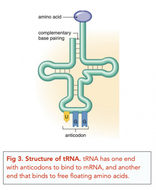 Structure of RNA (A-level Biology) - Study Mind