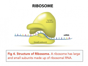 Structure of RNA (A-level Biology) - Study Mind