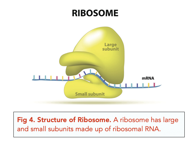 Structure of RNA (A-level Biology) - Study Mind