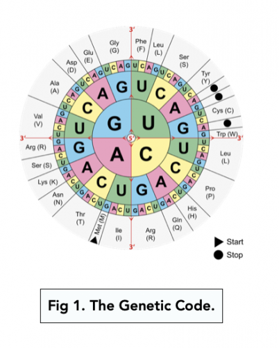Synthesising Proteins from DNA (A-level Biology) - Study Mind