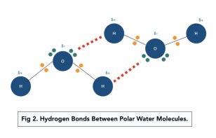 Structure of Water (A-level Biology) - Study Mind