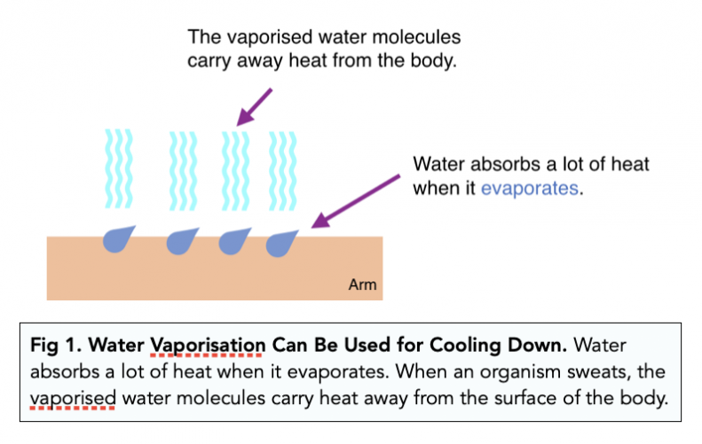 Properties of Water (A-level Biology) - Study Mind
