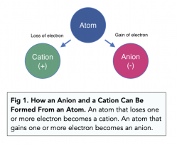 Inorganic Ions (A-level Biology) - Study Mind