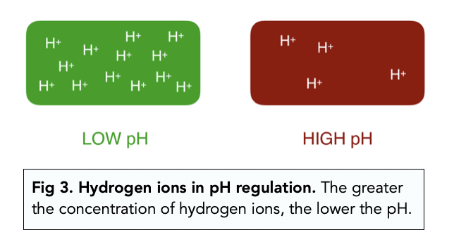 Inorganic Ions (A-level Biology) - Study Mind