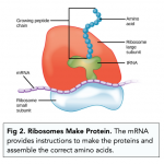 Eukaryotic Cells: Nucleus and Ribosomes (A-level Biology) - Study Mind