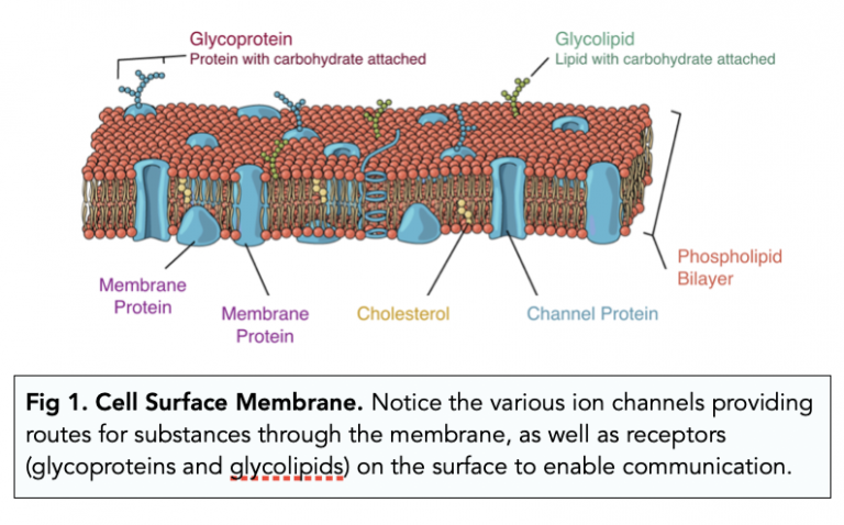 Eukaryotic Cells: Cell Membrane and Cytoskeletal Structures (A-level ...