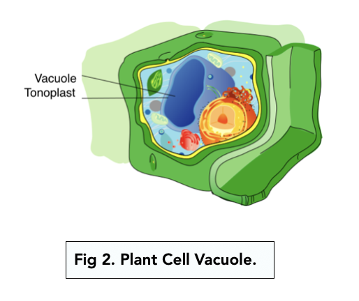 Eukaryotic Cells: Plant Cell Organelles (A-level Biology) - Study Mind