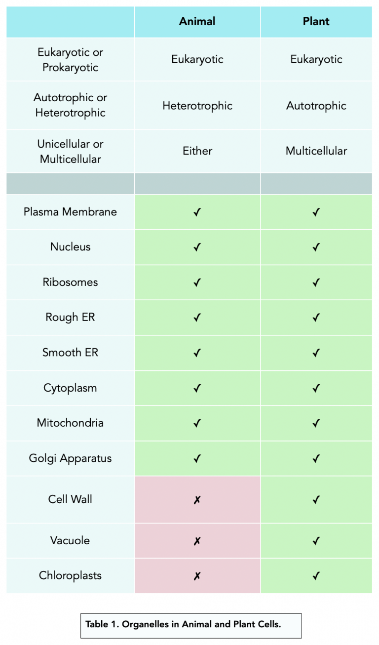 Eukaryotic Cells: Comparing Plant and Animal Cells (A-level Biology ...