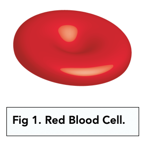 ᐉ What are Eukaryotic Cells: Cell Specialisation & Examples