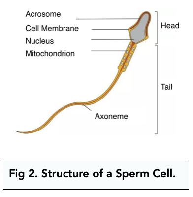 ᐉ What are Eukaryotic Cells: Cell Specialisation & Examples